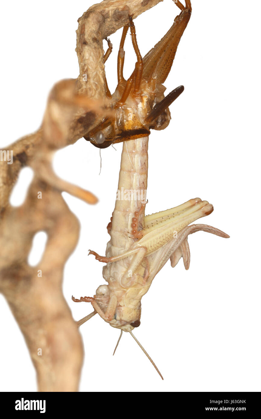 Schlpfend hi-res stock photography and images - Alamy