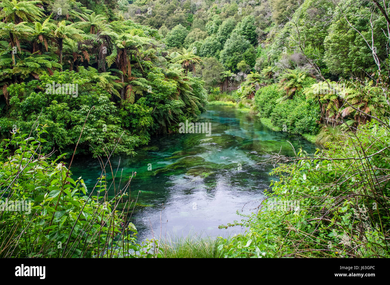 Blue Spring which is located at Te Waihou Walkway,Hamilton New Zealand ...