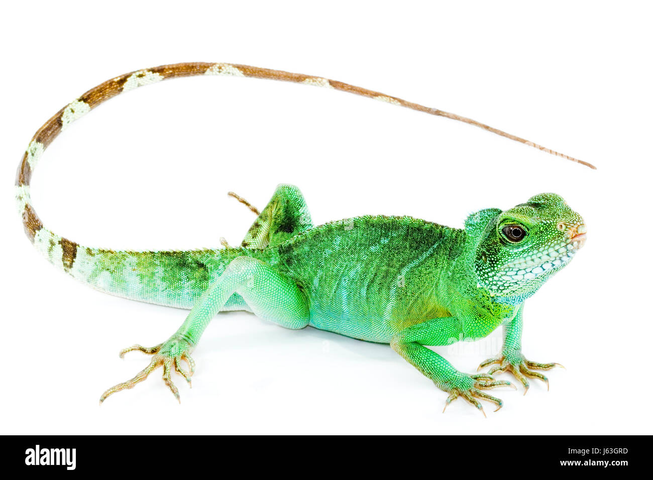 animal single isolated pet reptile wild lizard saurian eye organ ...