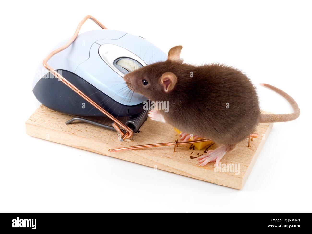 rat trap mouse computer mouse danger tool object death model design ...