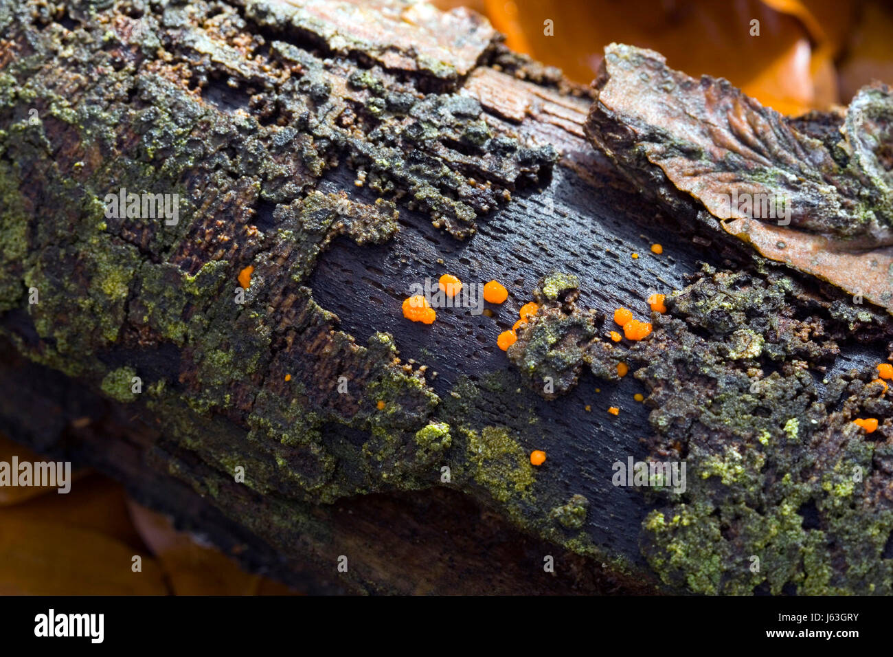 mushroom fungus rot detail wood branch wet ugly mushroom fungus rotten ...
