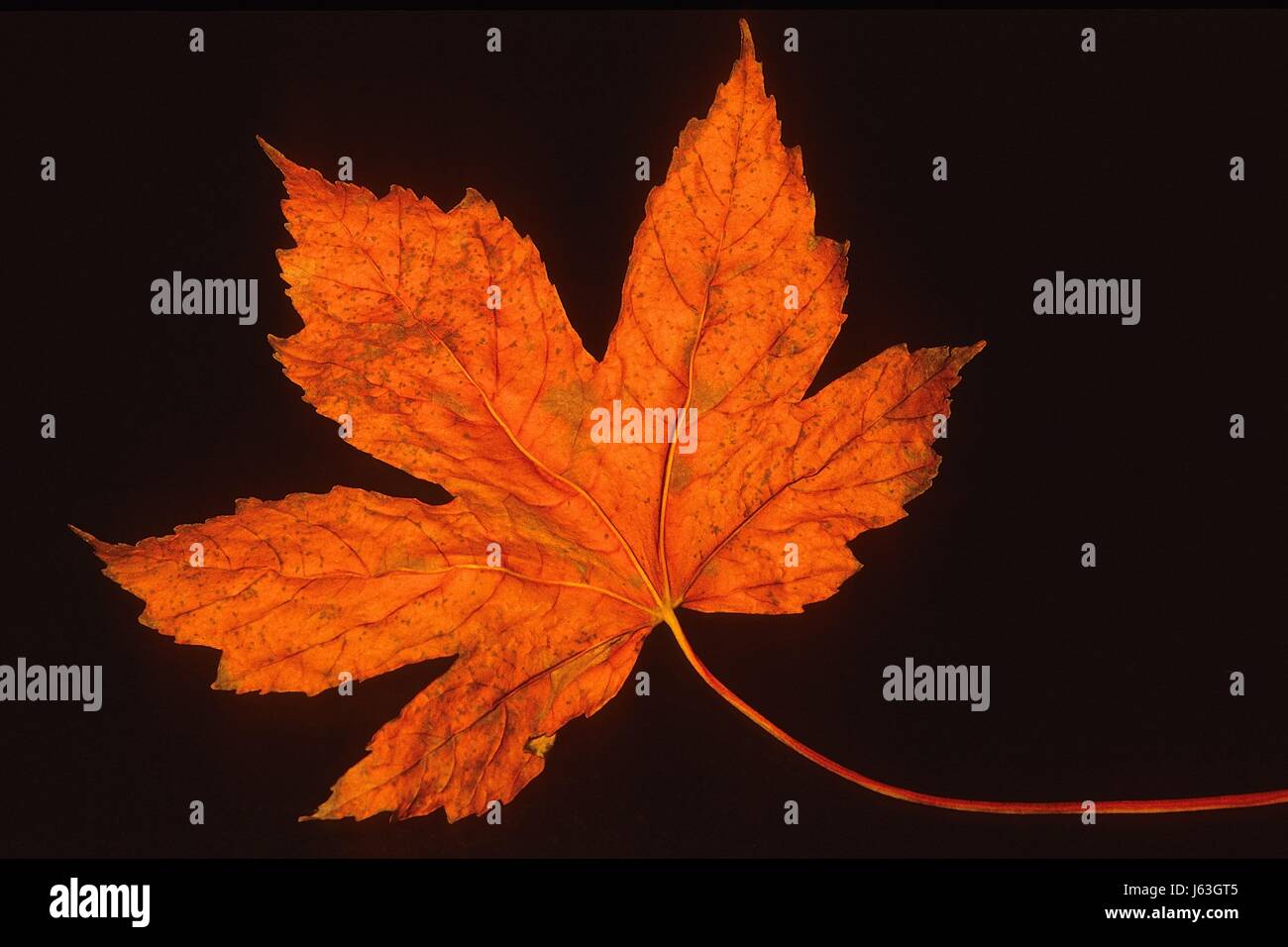 leaf maple red leaves foliage single fall autumn leaf maple red leaves ...