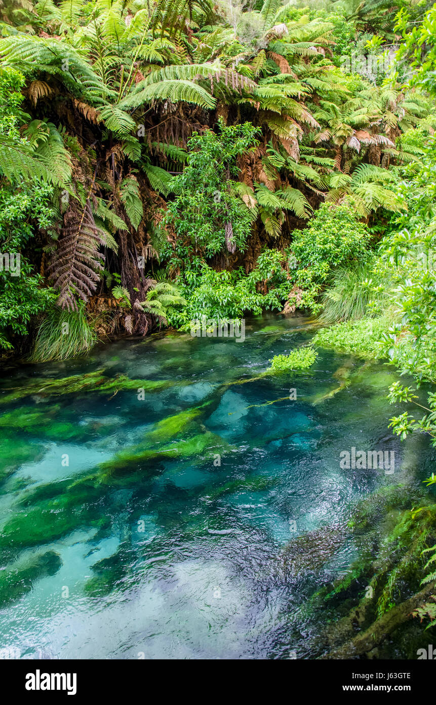 Blue Spring which is located at Te Waihou Walkway,Hamilton New Zealand ...