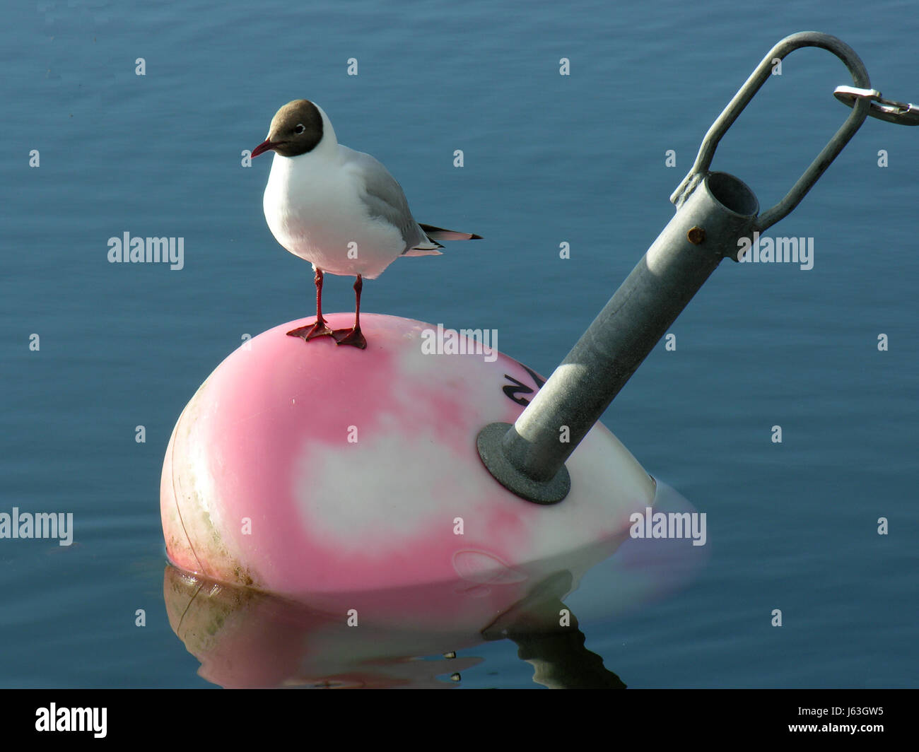 buoy anchorage salt water sea ocean water water baltic sea salt water ...