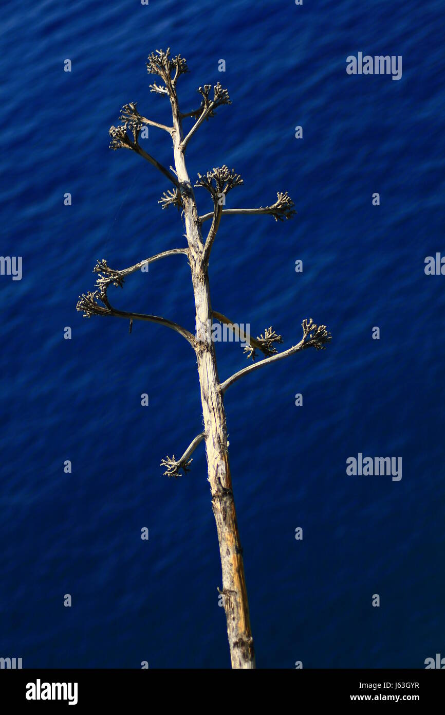 Thin agave plant hi-res stock photography and images - Alamy
