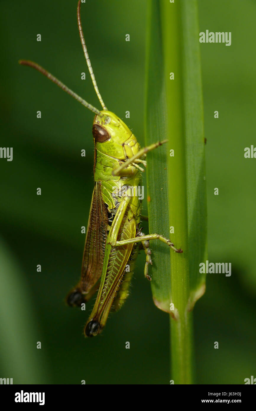 Grasshopper Insect