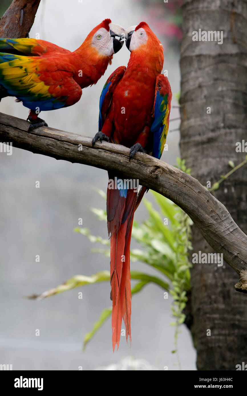 bird birds parrot talk speaking speaks spoken speak talking chat ...