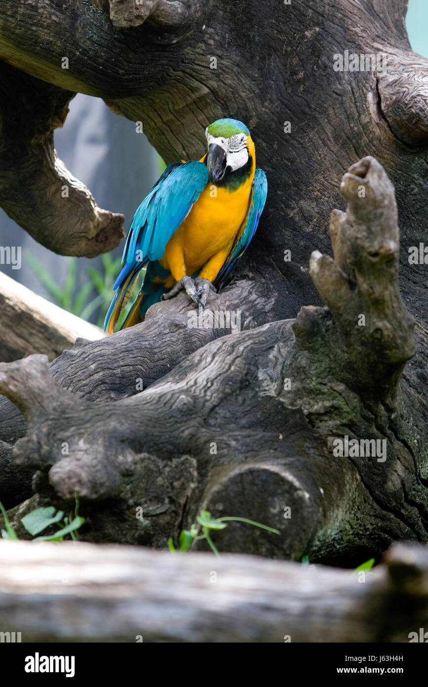 bird birds parrot talk speaking speaks spoken speak talking chat ...