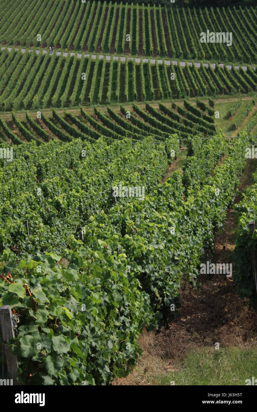 vineyards wine red wine vintage harvest time vine grape vine grape-vine ...