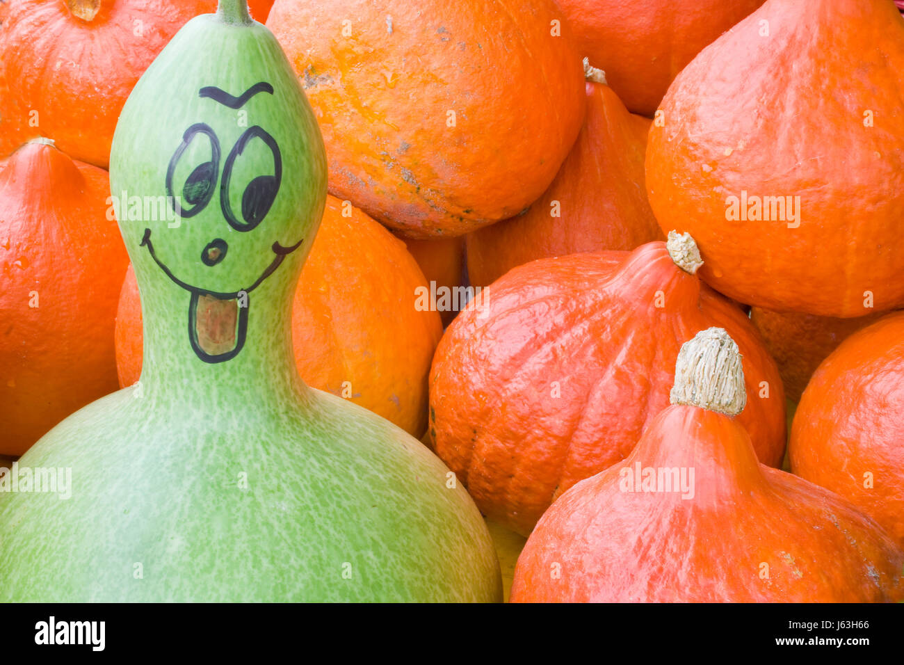 edible cultigen plant progenies fruits crops painted bottle gourd ...