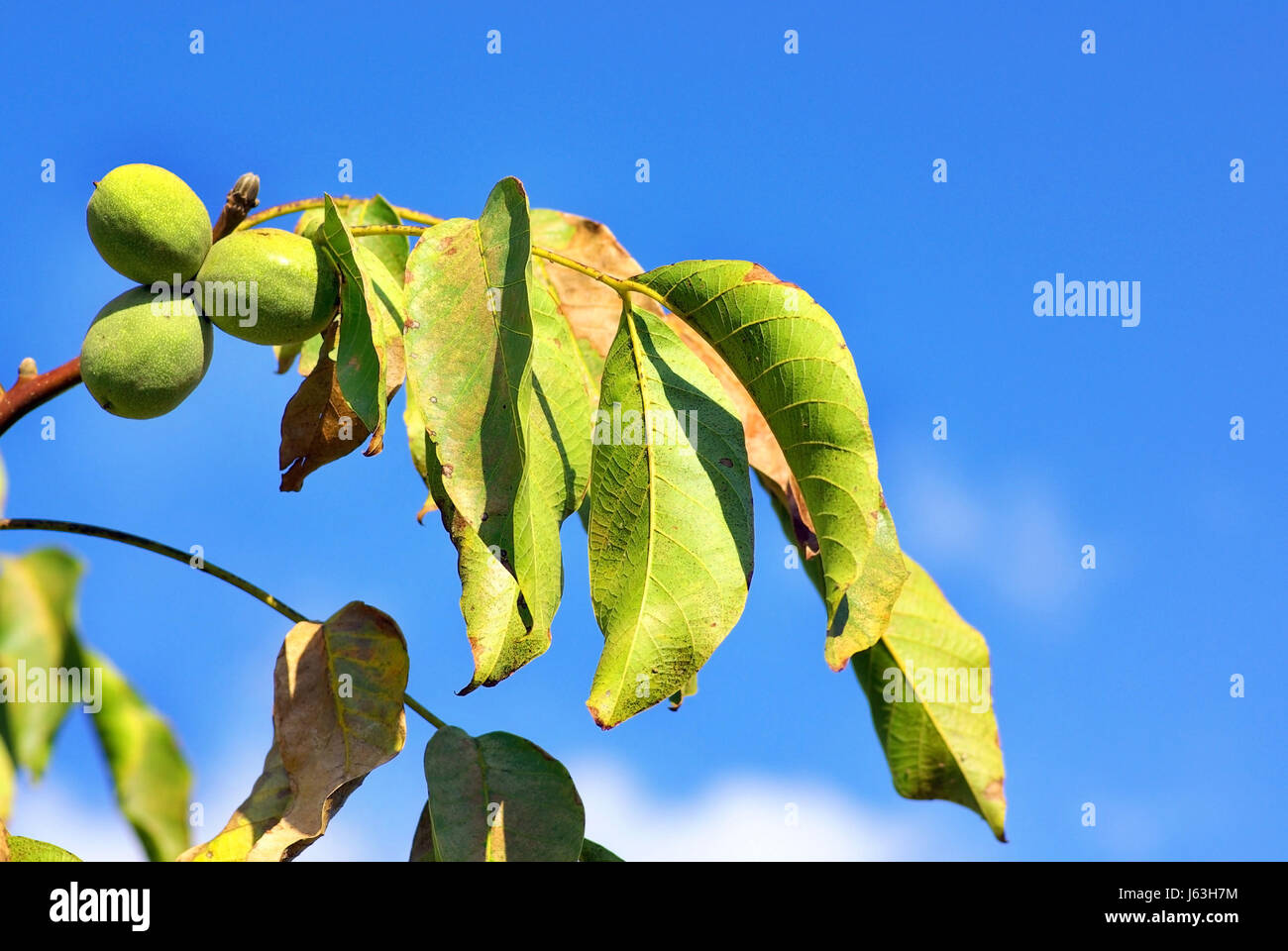 leaf tree nut grow nutshell botanical bloom blossom flourish ...