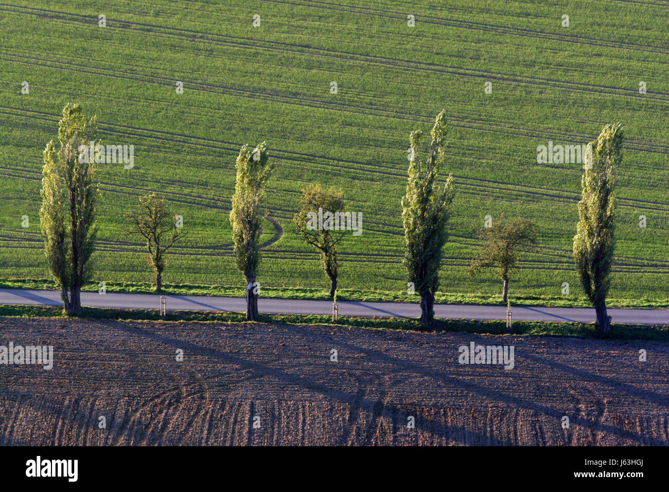 tree field poplar path way scenery countryside nature shaddow shadow ...
