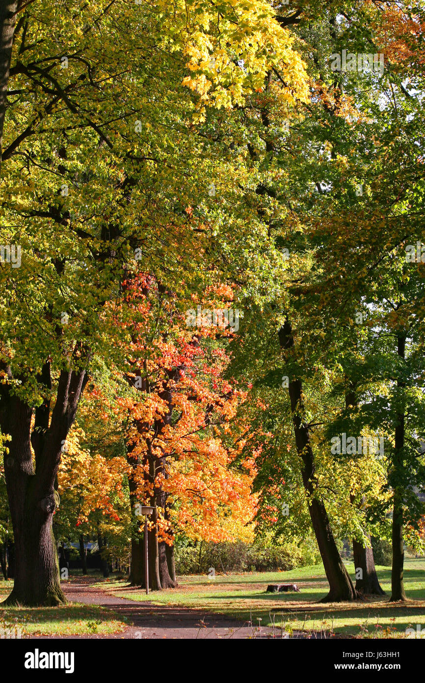 tree trees coloured colourful gorgeous multifarious richly coloured ...