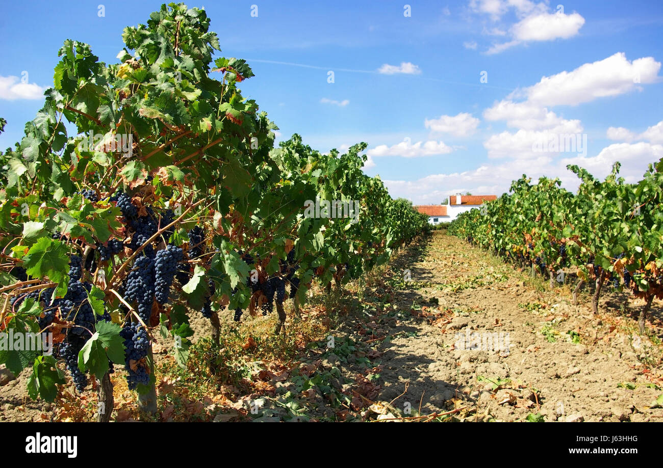 closeup agriculture farming vineyard wineyard cluster winery scenery ...