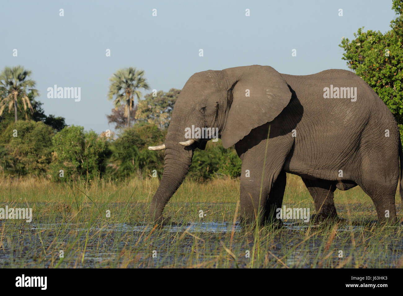 africa elephant swamp wildlife safari botswana animal mammal green ...