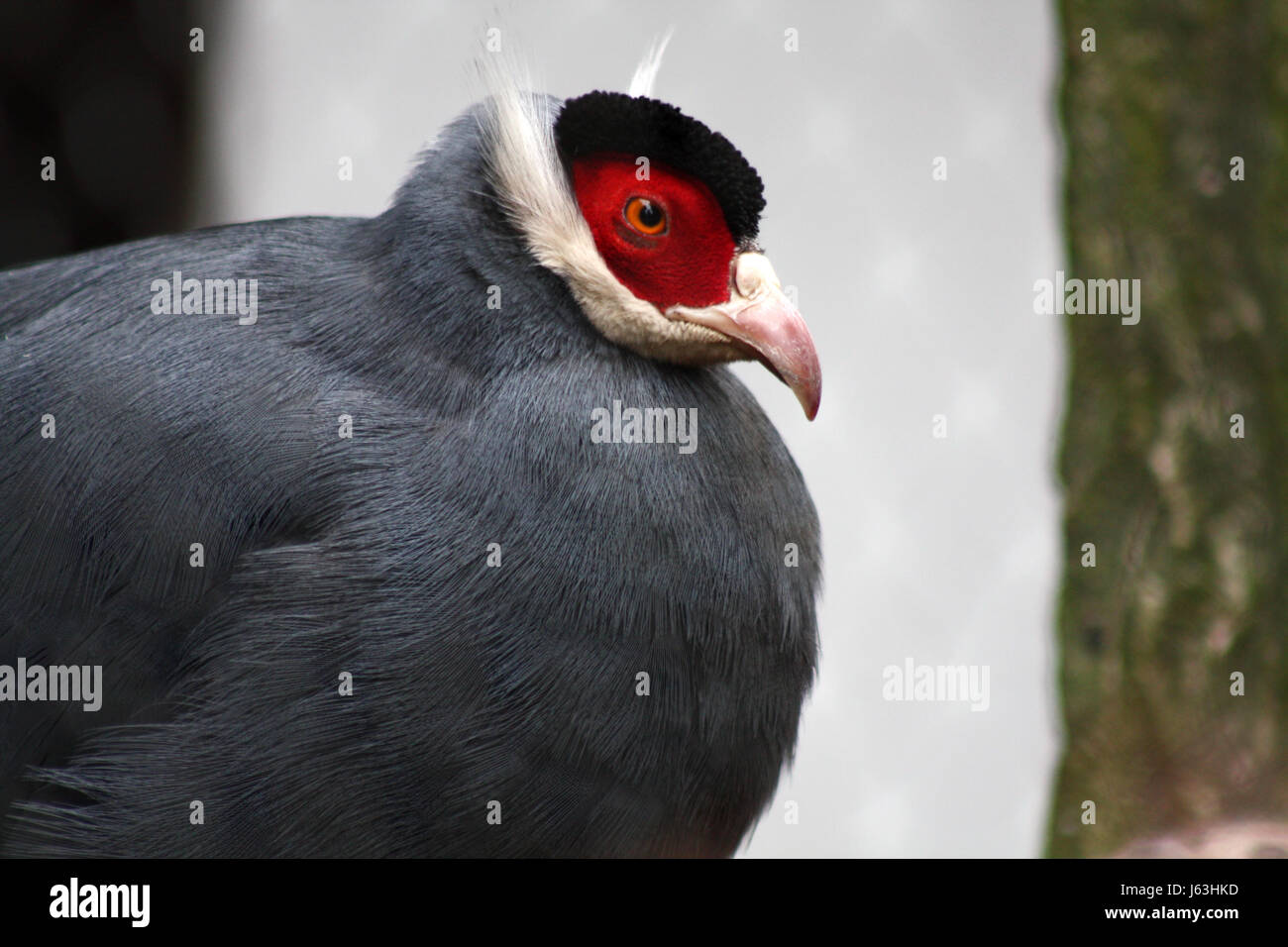 bird birds bluer pheasant grey gray bird asia birds copenhagen blue ...