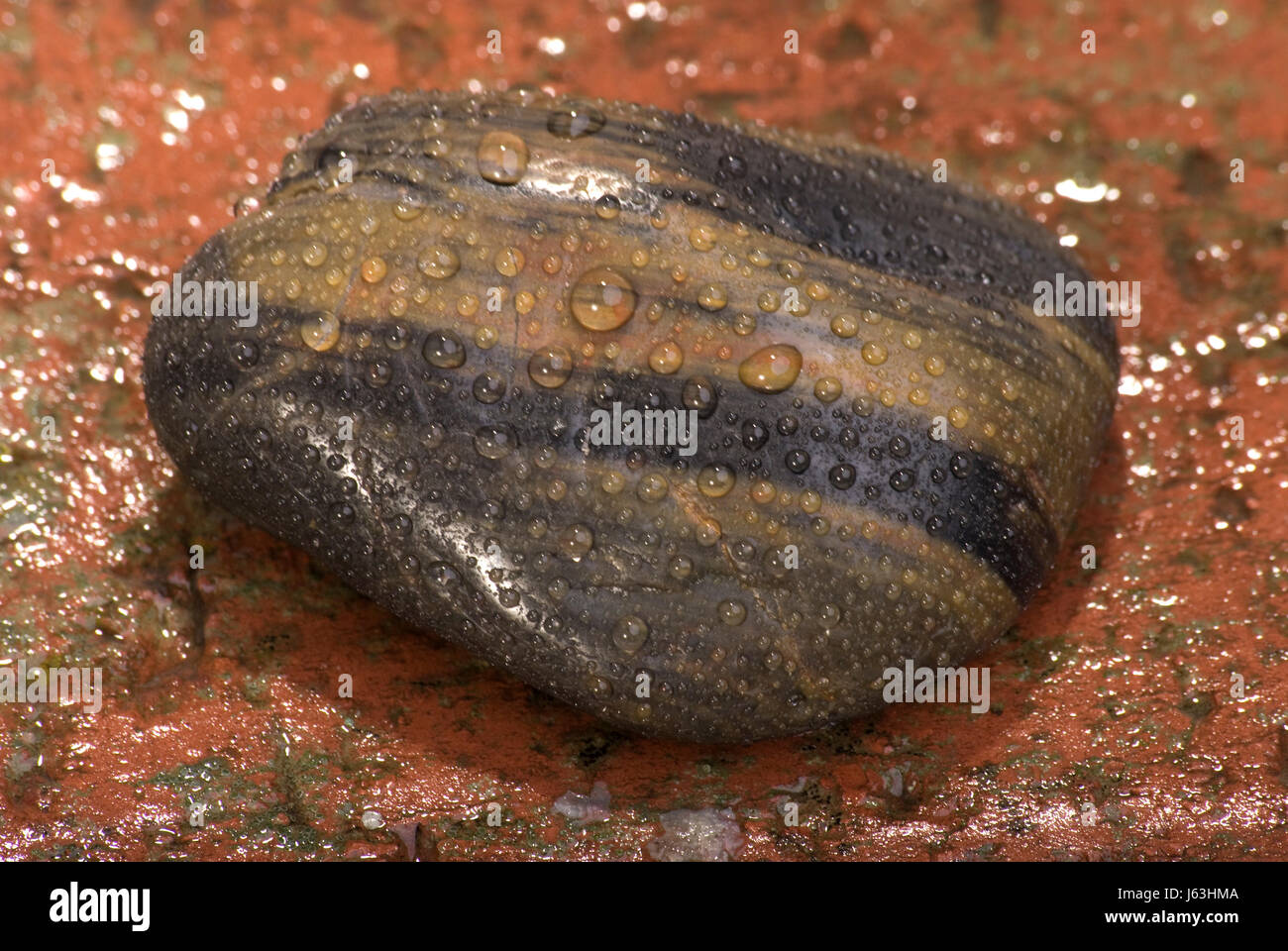 stone gravel bright shiny hard smooth silicic pebble recording water ...