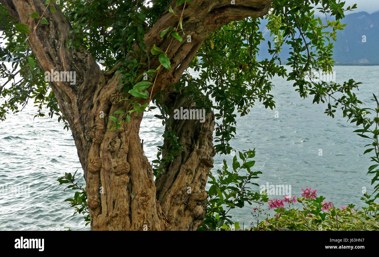 tree bark pomegranate salt water sea ocean water trunk tree bark exotic ...