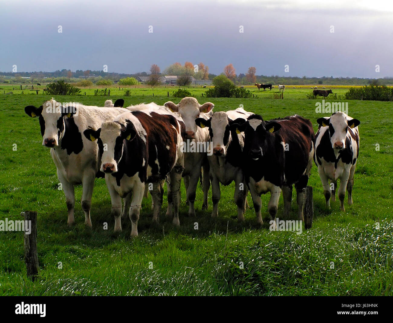 agriculture farming cow cows willow animal pet mammal green animals ...
