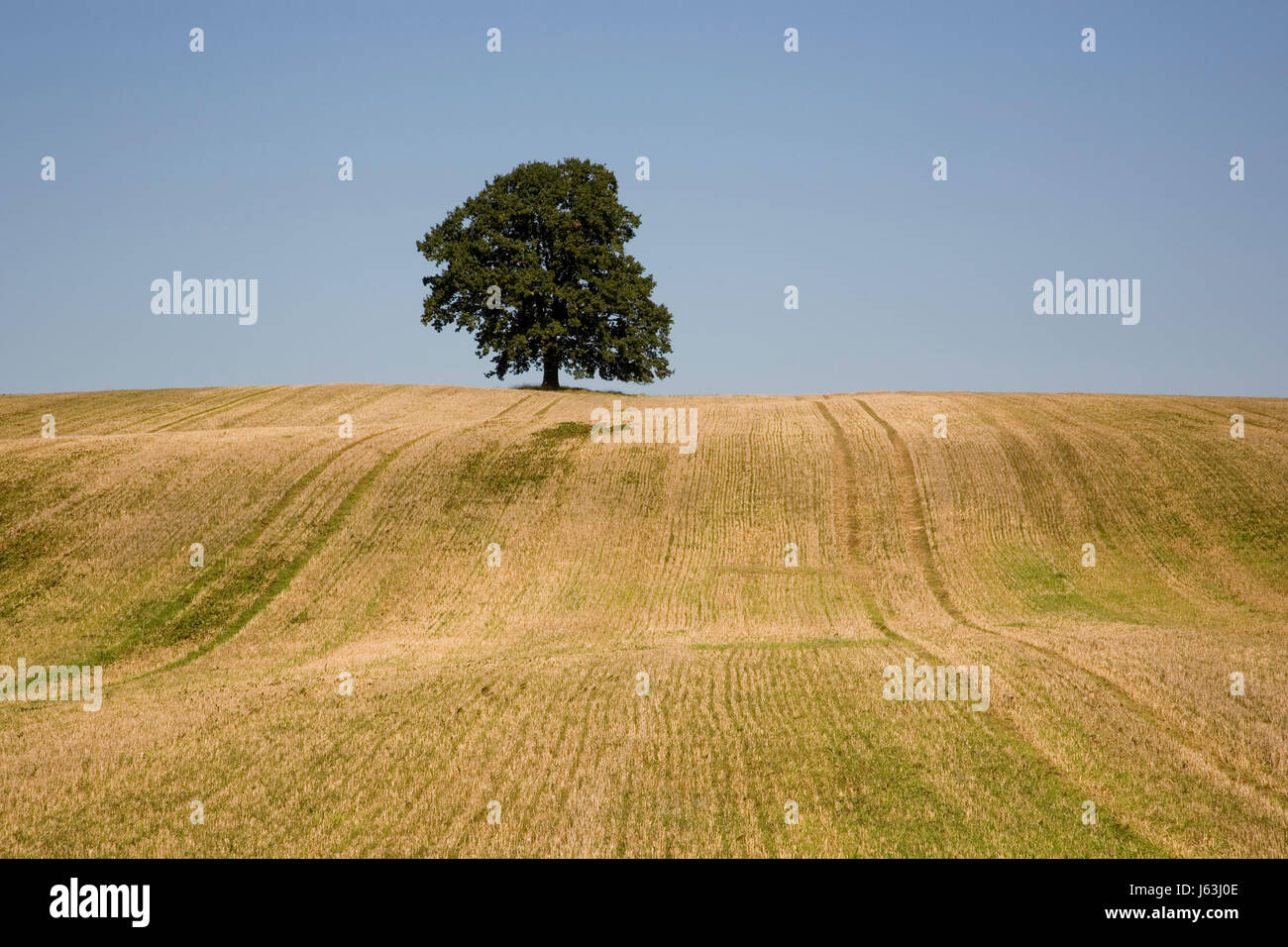 oak tree in the field Stock Photo - Alamy