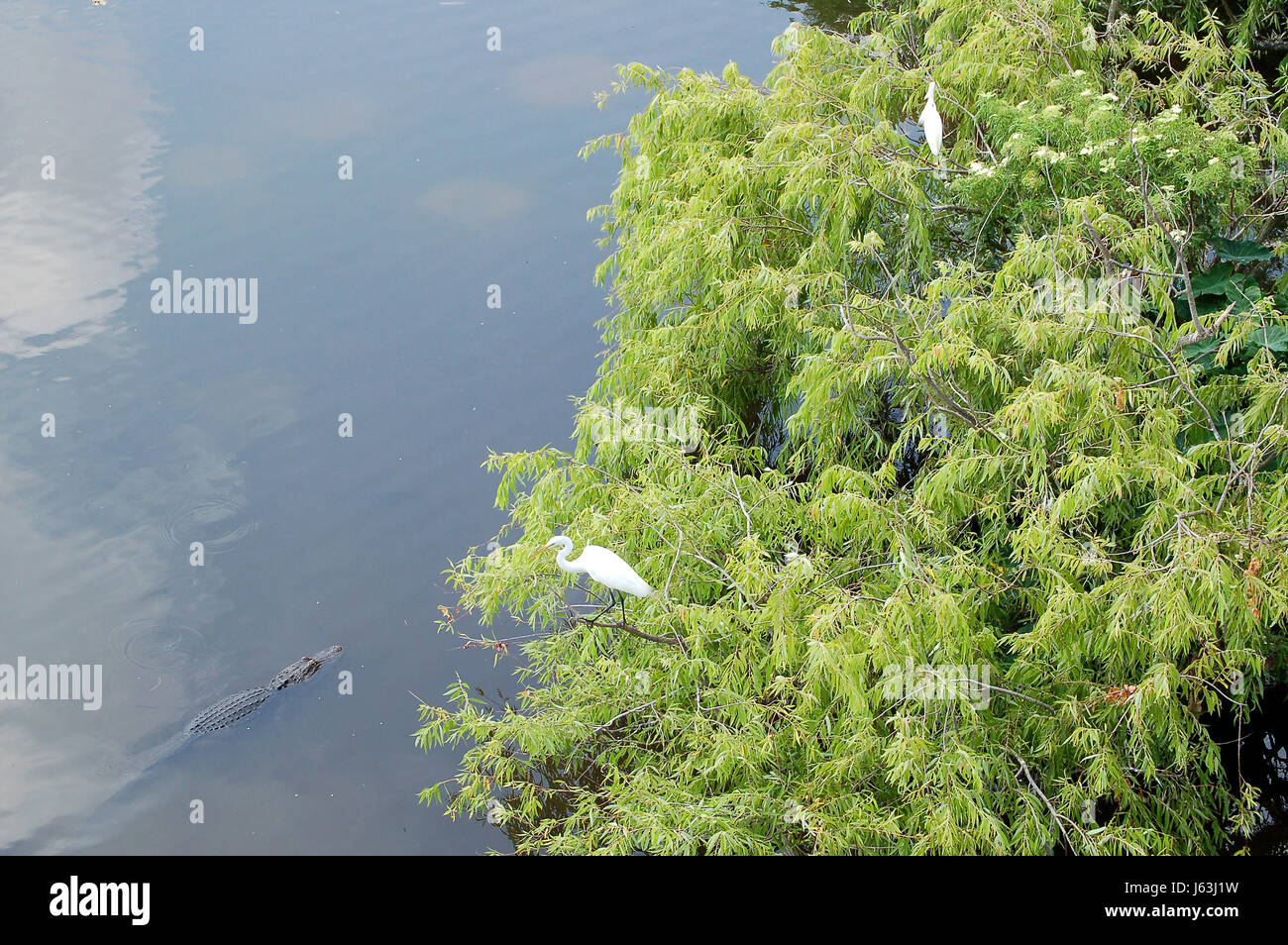 reptile crocodile alligator unaffected fresh water lake inland water ...