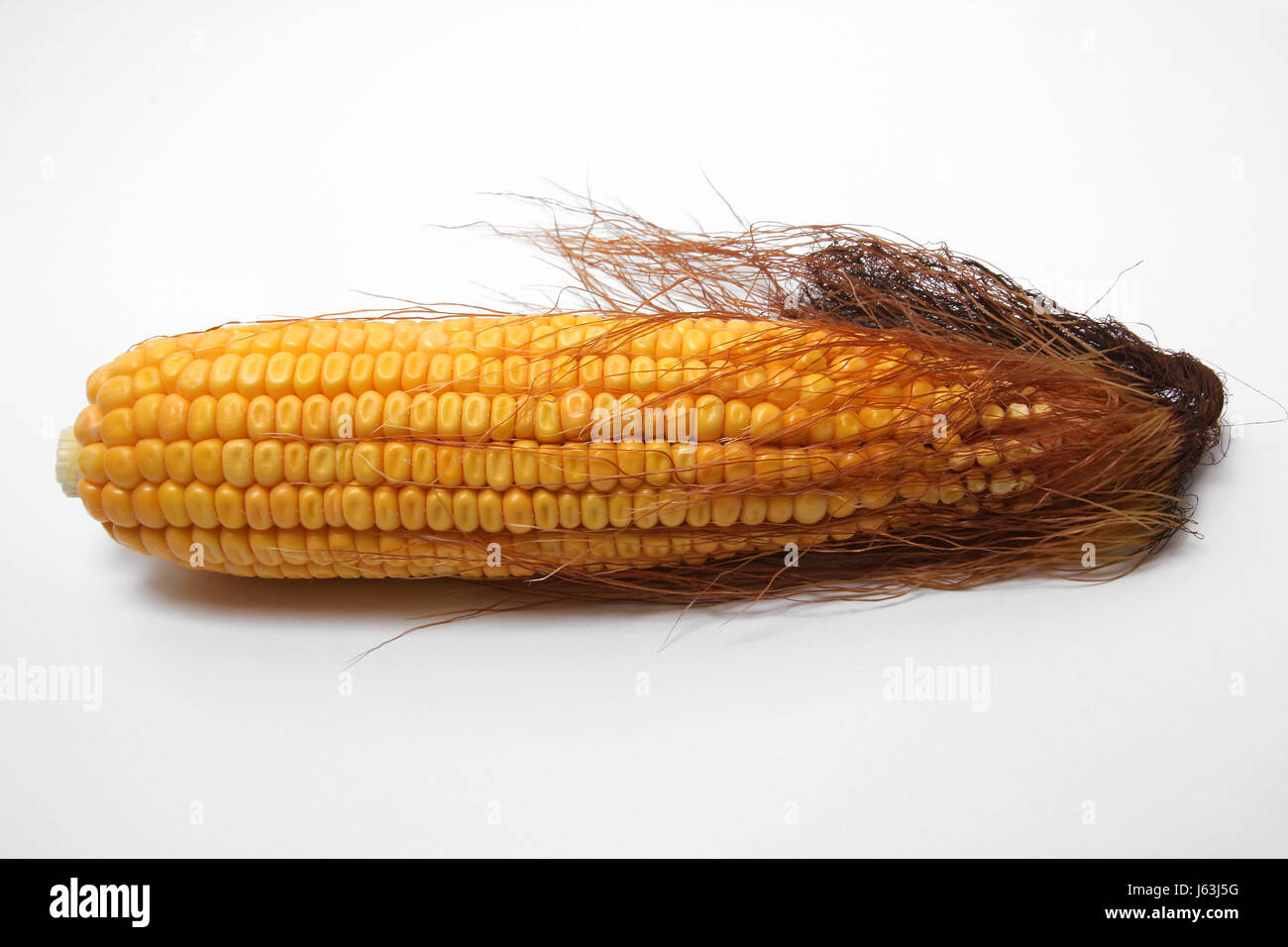 biological vegetable corn corncob grain cereal food aliment agriculture ...