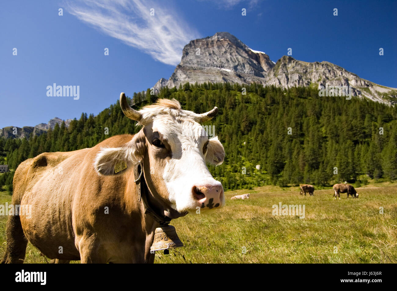 park cow alpine pasture landscape scenery countryside nature mountain ...