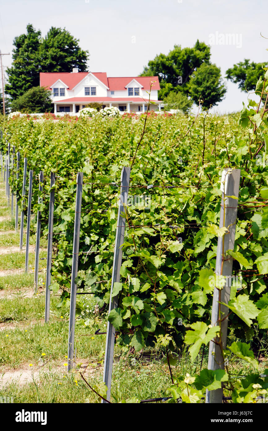 Michigan Traverse City,Old Mission Peninsula,Brys Estate,vineyard ...