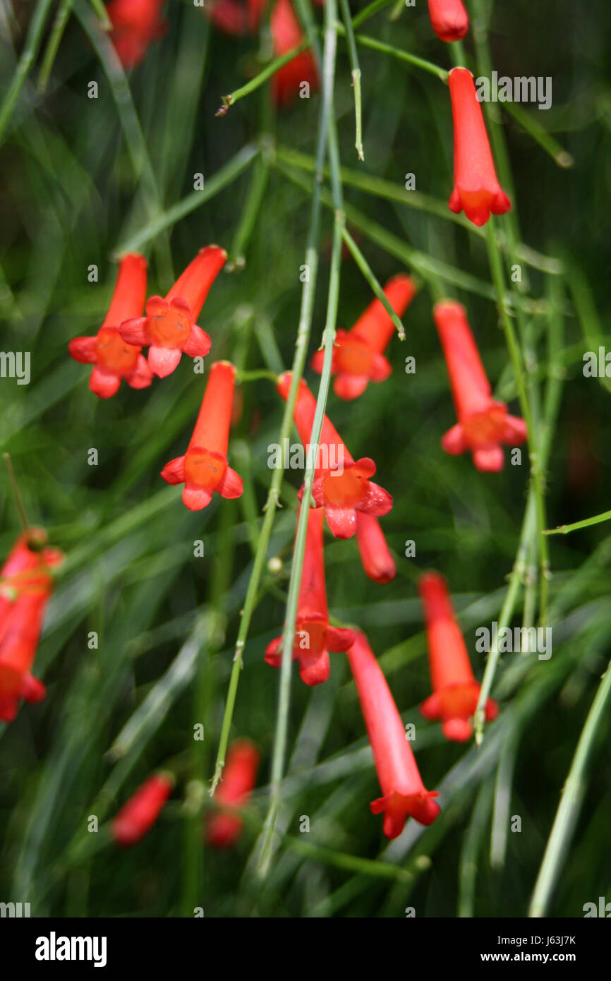 Russelia flowers hi-res stock photography and images - Alamy