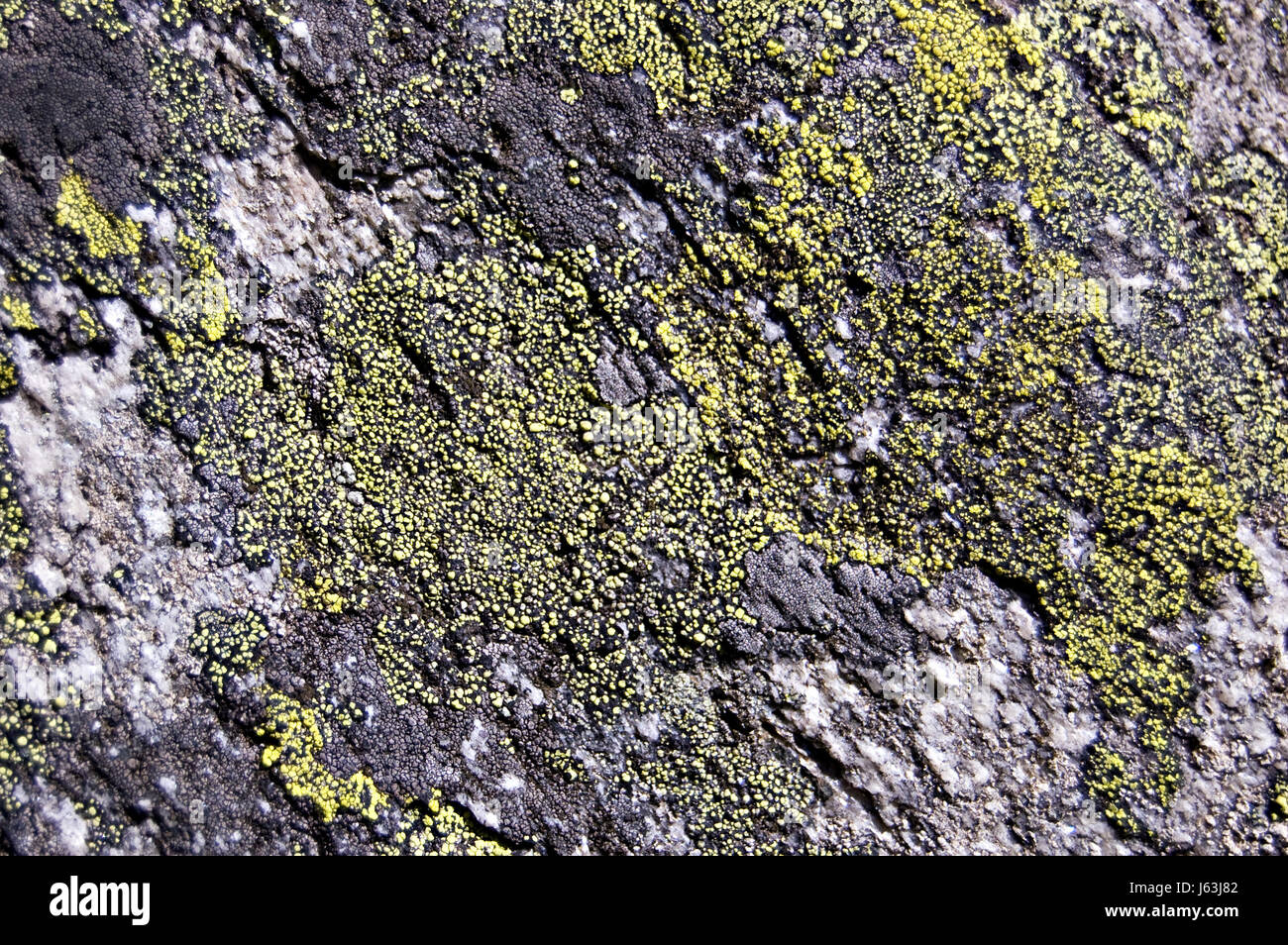 stone rock mineral backdrop background texture stone flora rock outdoor ...