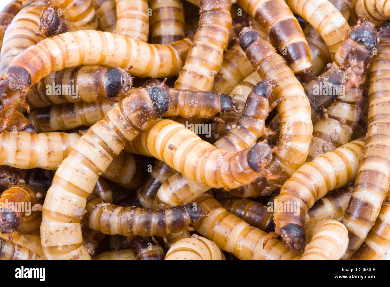 Superworm hi-res stock photography and images - Alamy