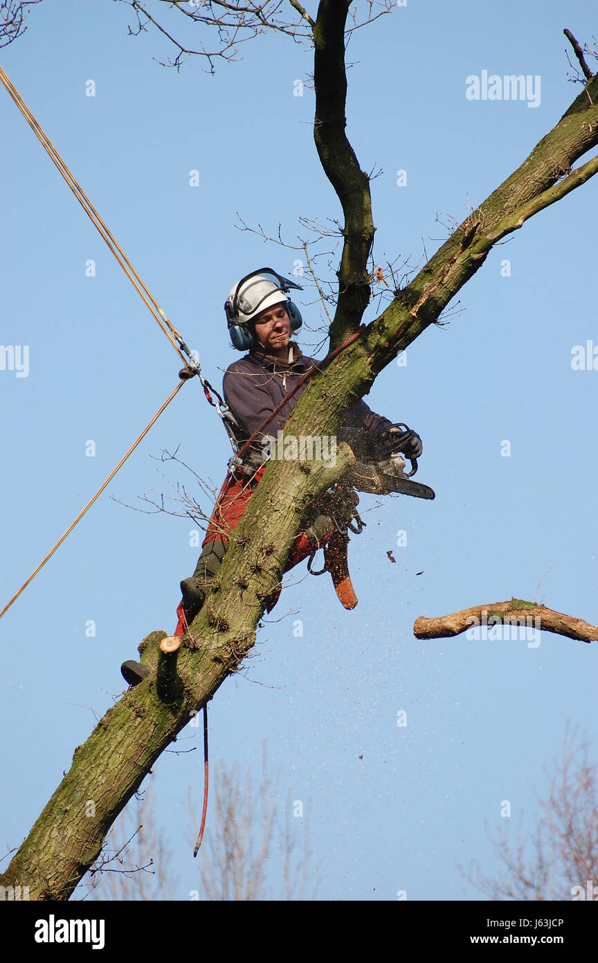 tree climbing techniques Stock Photo - Alamy