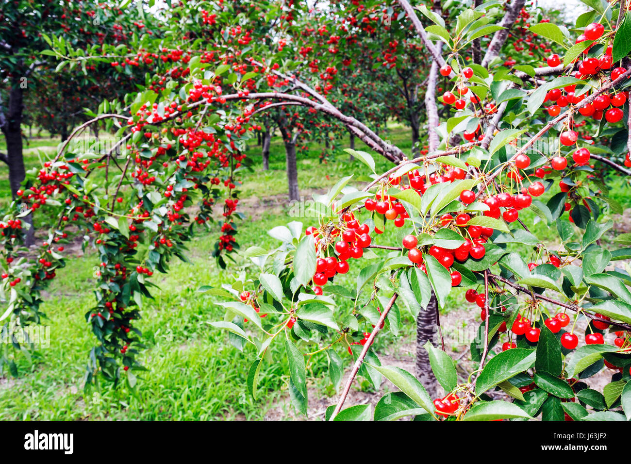 Cherry orchard usa hi-res stock photography and images - Alamy