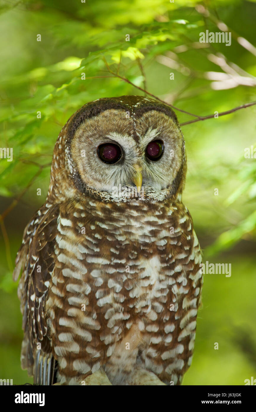 Mexican Spotted Owl