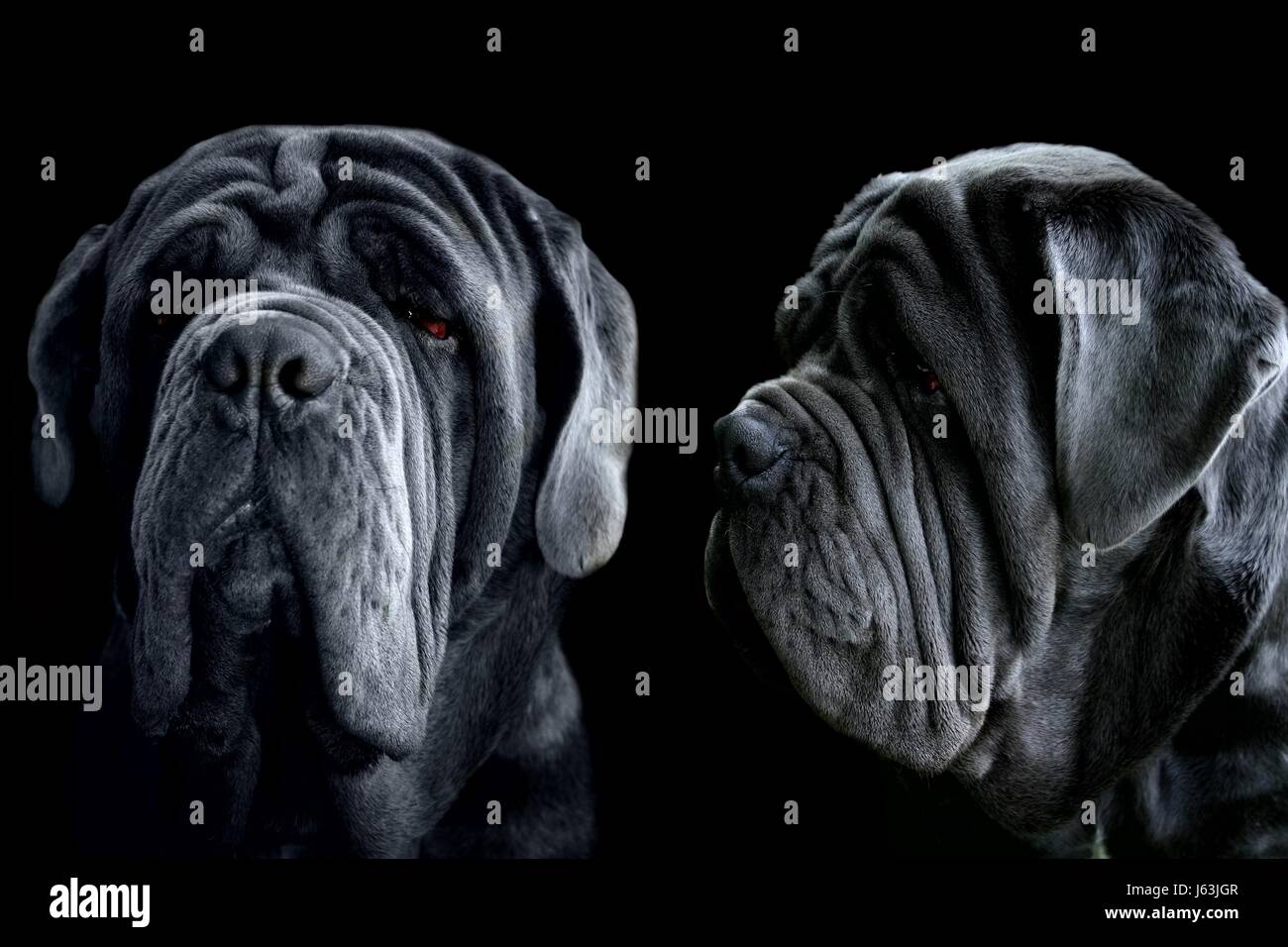 the neapolitan mastiff is a heavy,bulky,burly and large dog,whose body ...