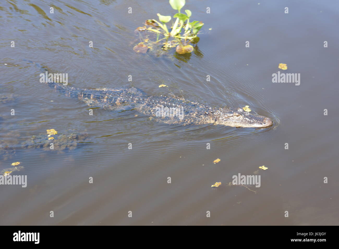 Alligator submerged hi-res stock photography and images - Alamy