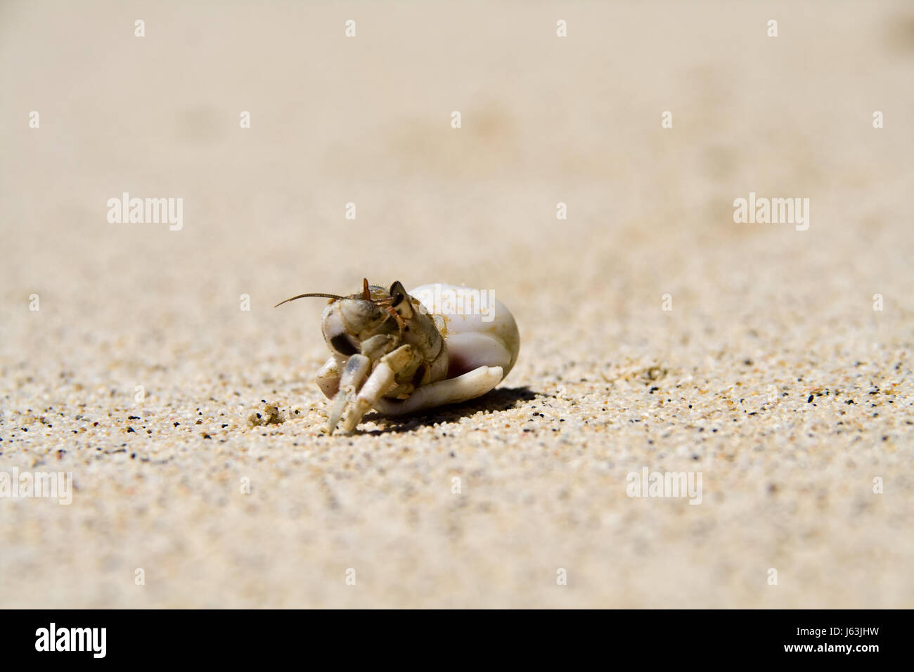 Shells A Crab On Beach