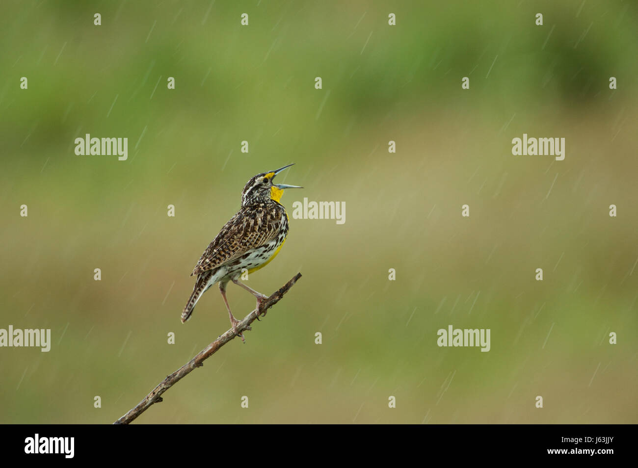 western meadowlark (Sturnella neglecta Stock Photo - Alamy