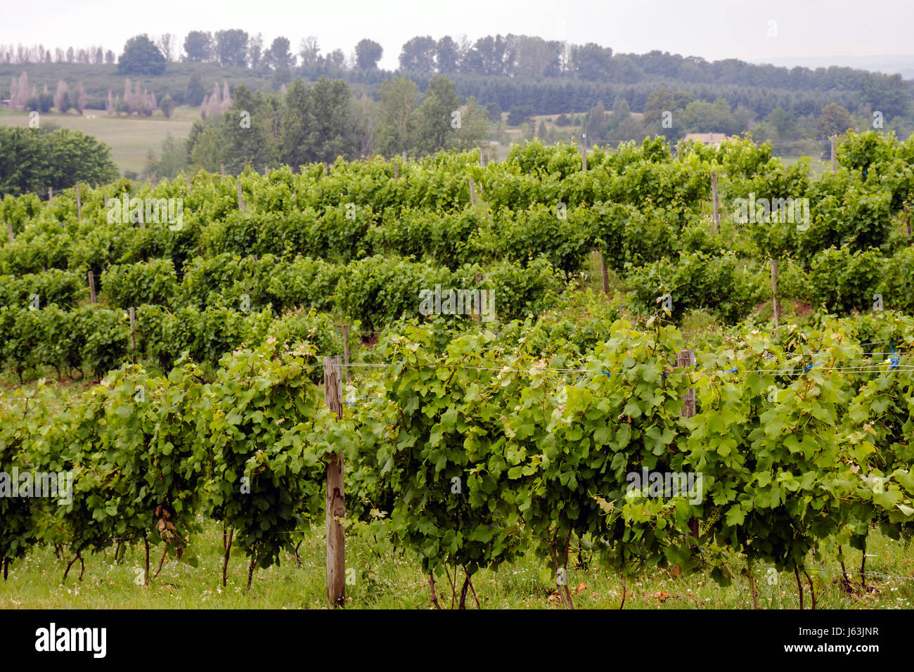 Traverse City Michigan,Leelanau Peninsula,Ciccone Vineyard and Winery ...