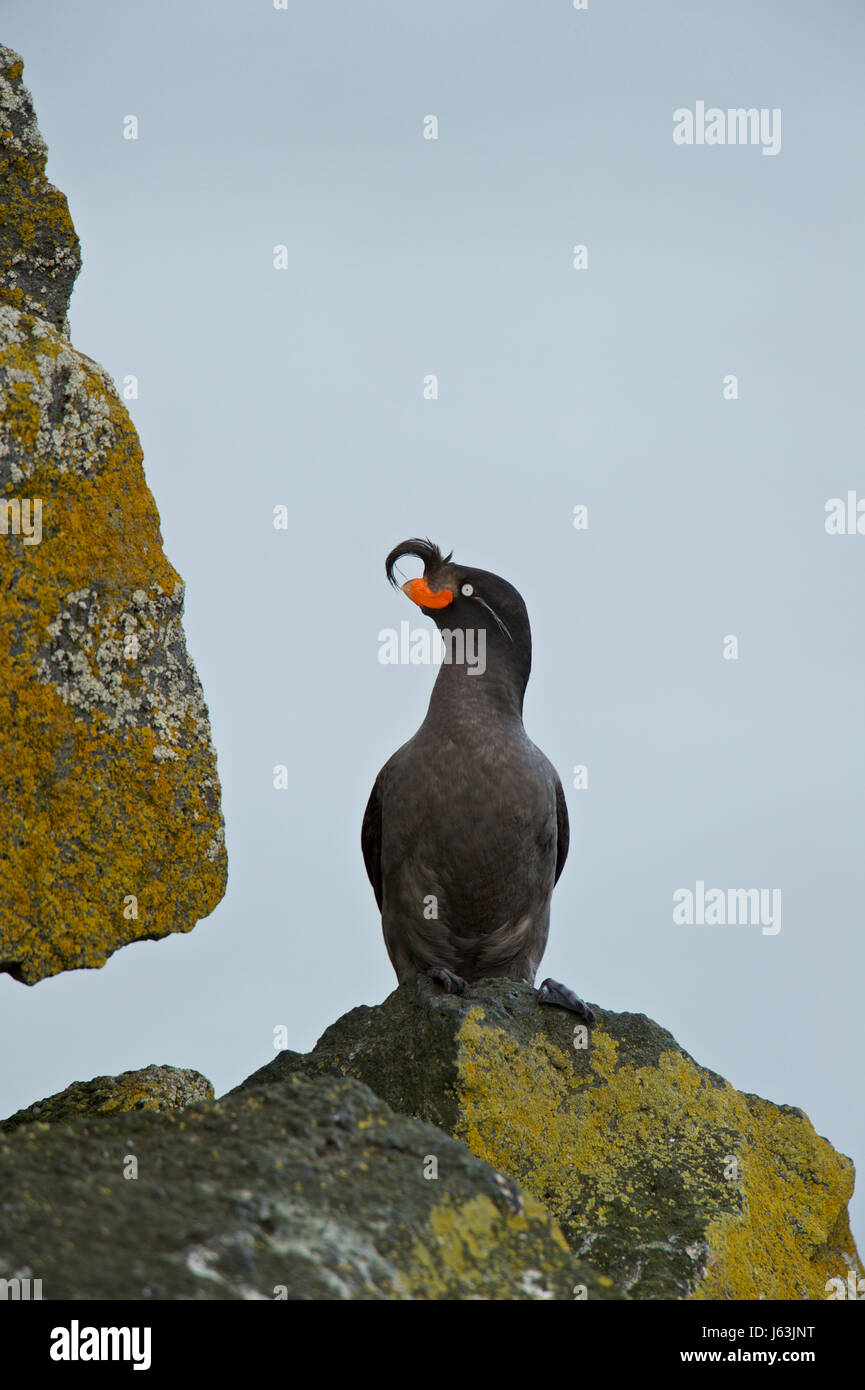 crested auklet (Aethia cristatella Stock Photo - Alamy