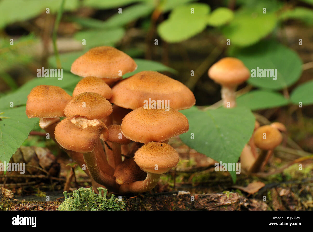 tree mushrooms mushroom fungus forest fall autumn tree hat mushrooms ...