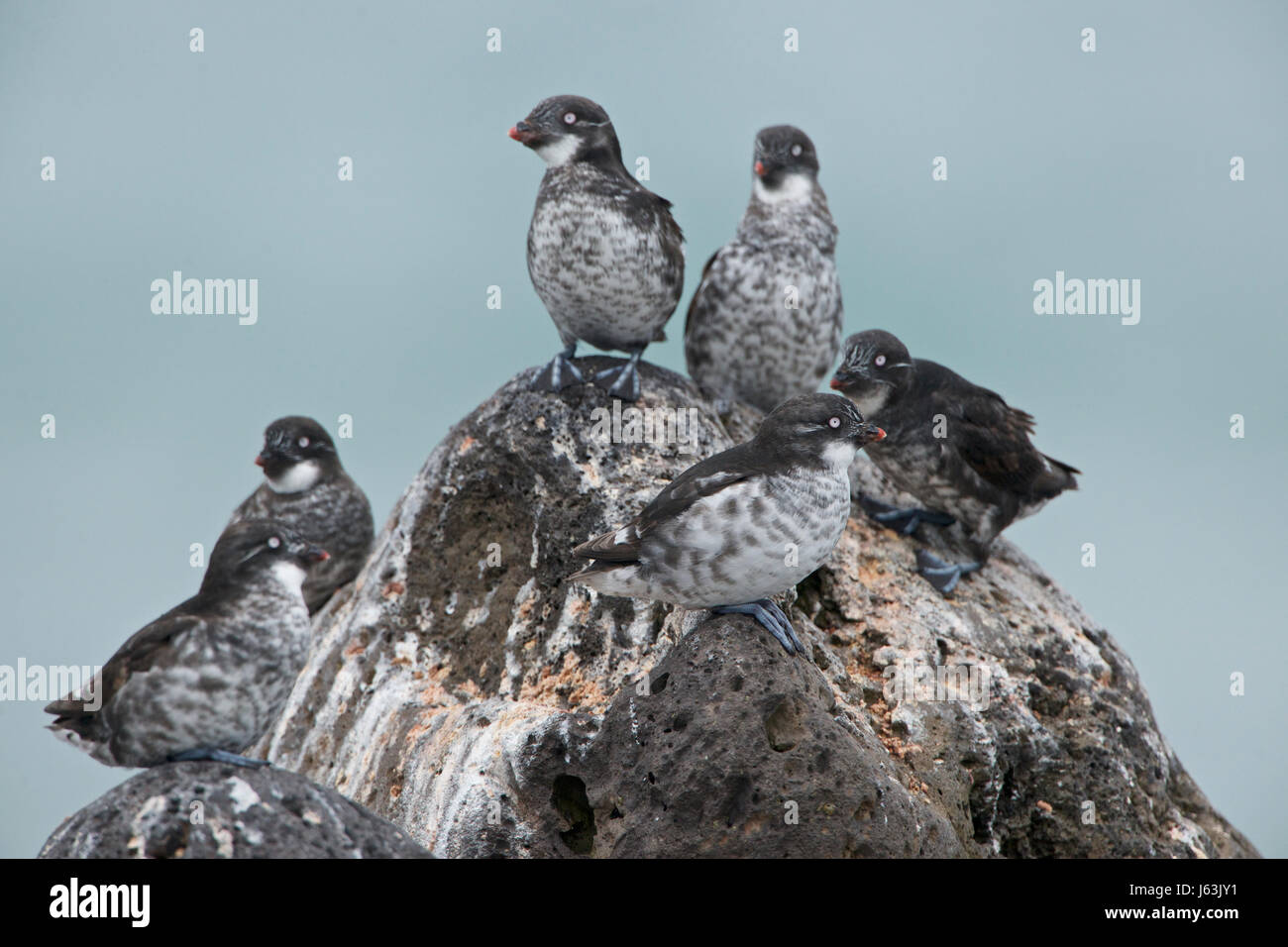 least auklet (Aethia pusilla Stock Photo - Alamy