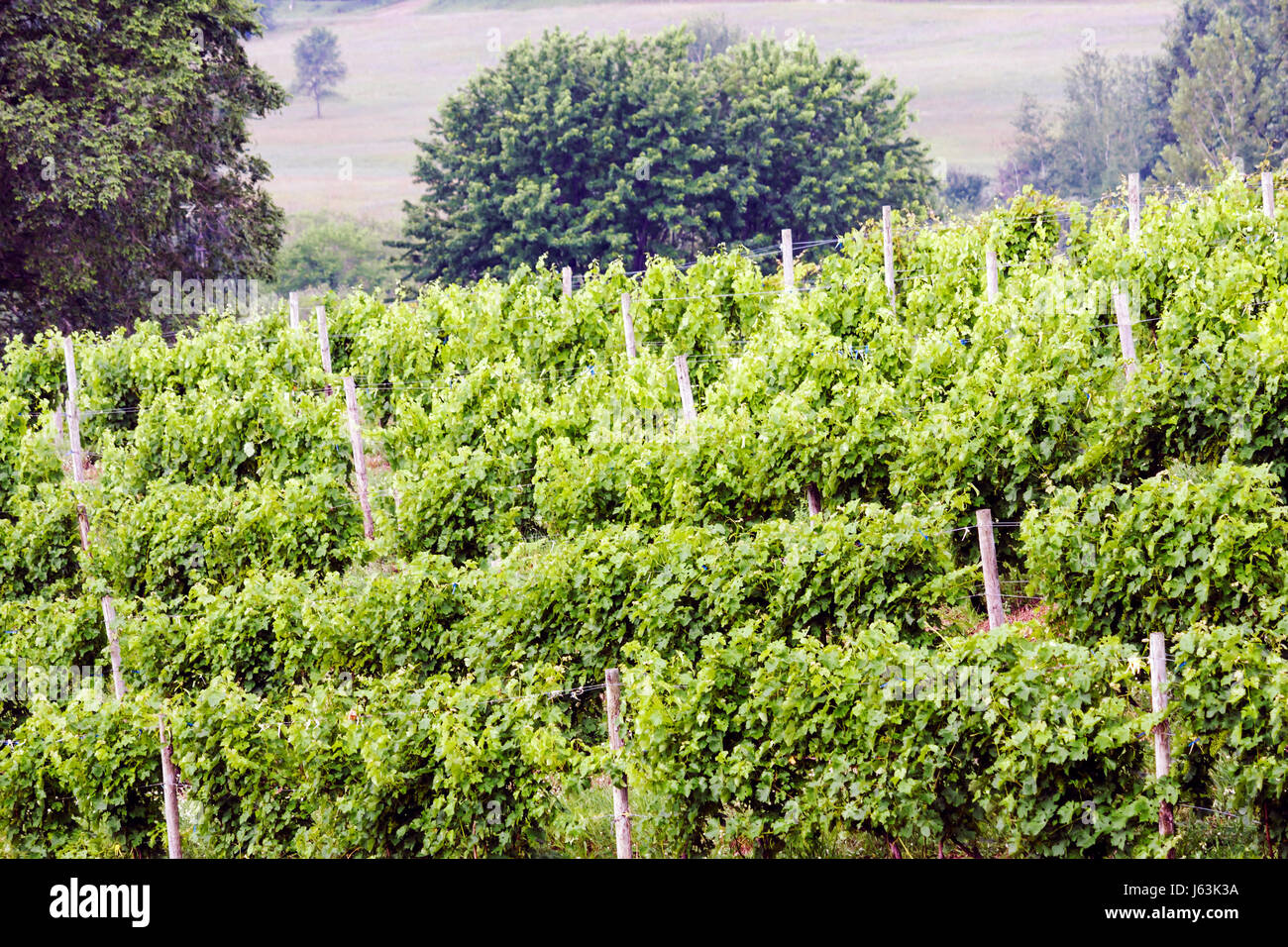 Traverse City Michigan,Leelanau Peninsula,Cicconne,vineyard,vineyards ...