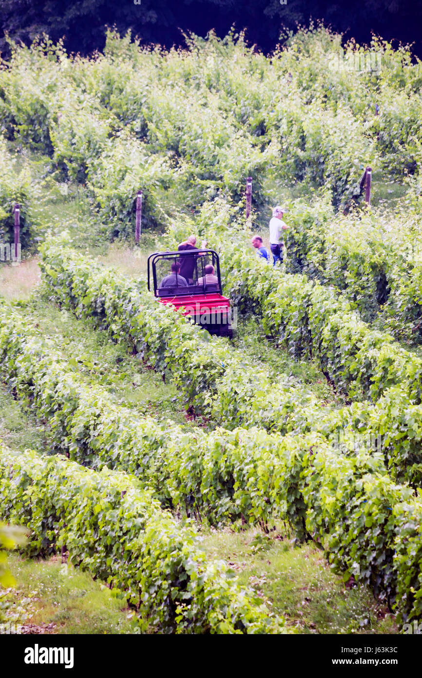 Traverse City Michigan,Leelanau Peninsula,Cicconne,vineyard,vineyards ...