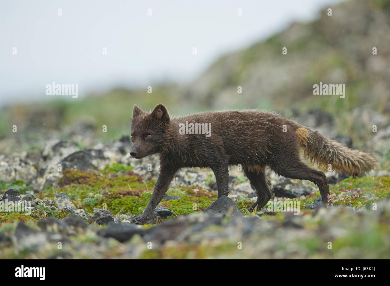 North America, USA, Alaska, Pribilof Islands, St Paul. Blue phase ...