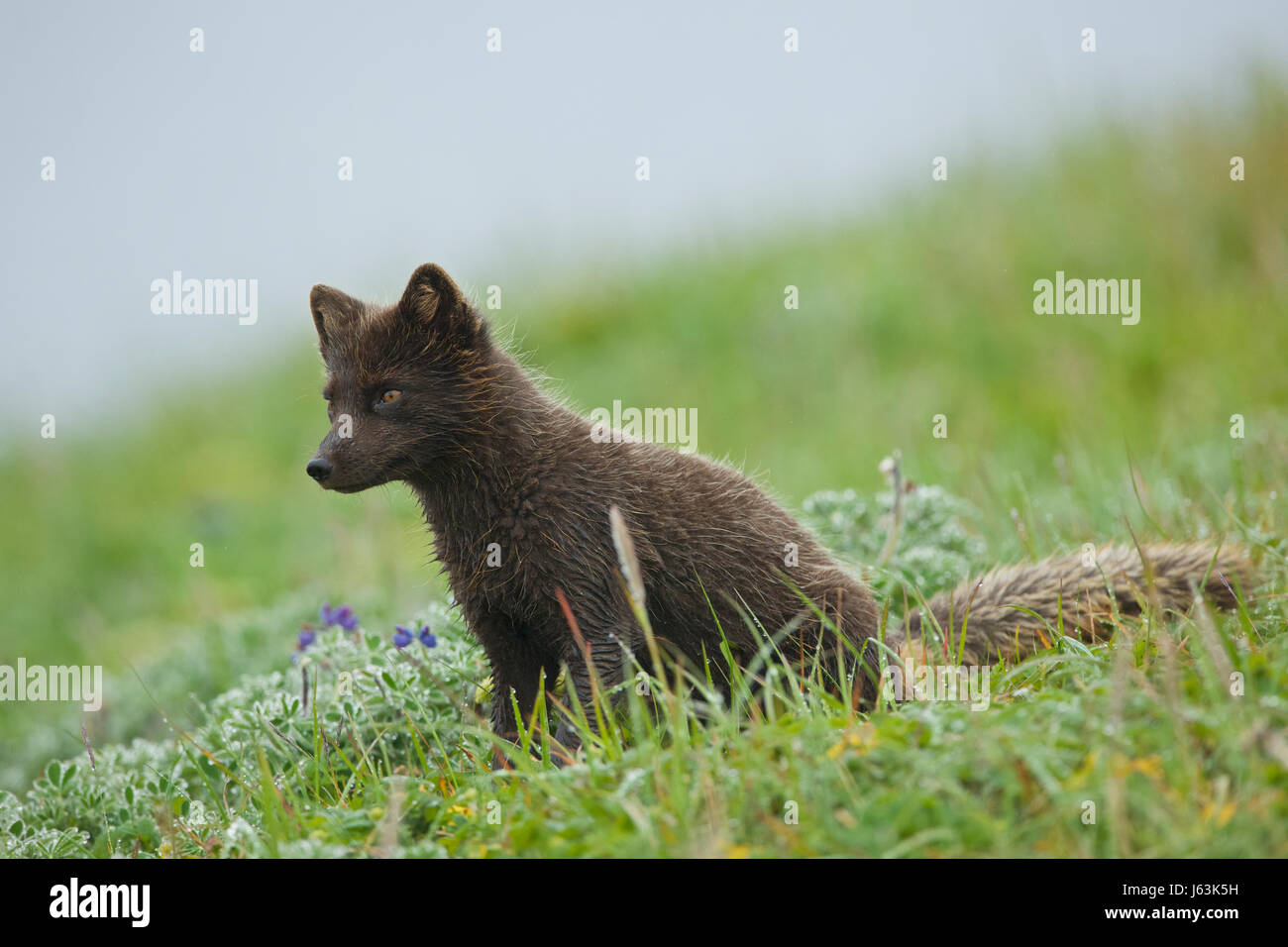 North America, USA, Alaska, Pribilof Islands, St Paul. Blue phase ...