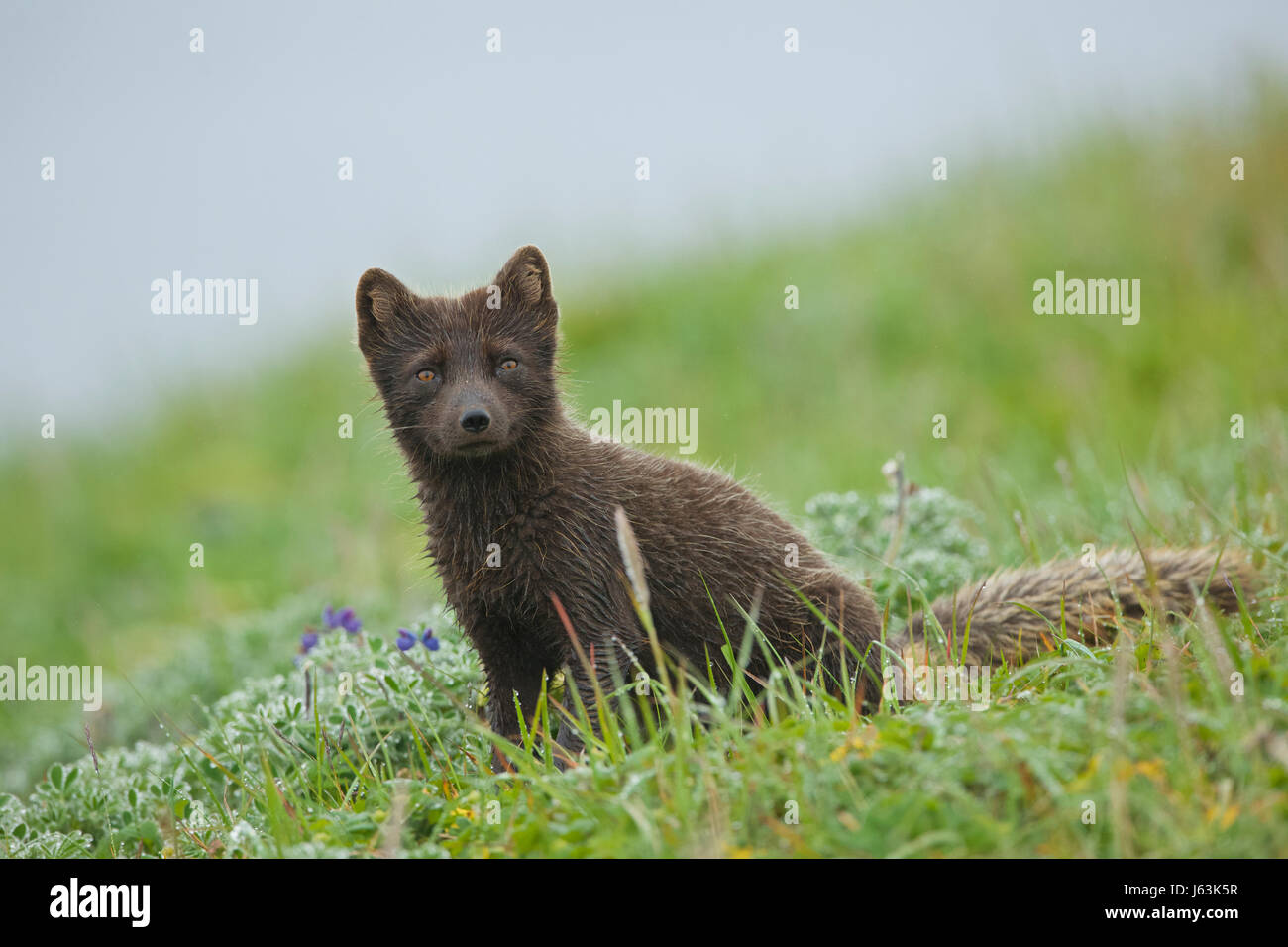 Blue Phase Arctic Fox