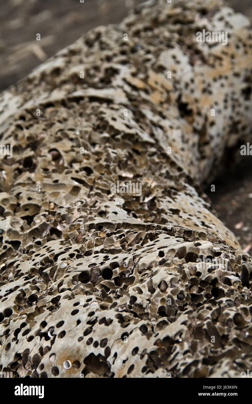 tree wood timber holes dead sands sand environment enviroment death ...