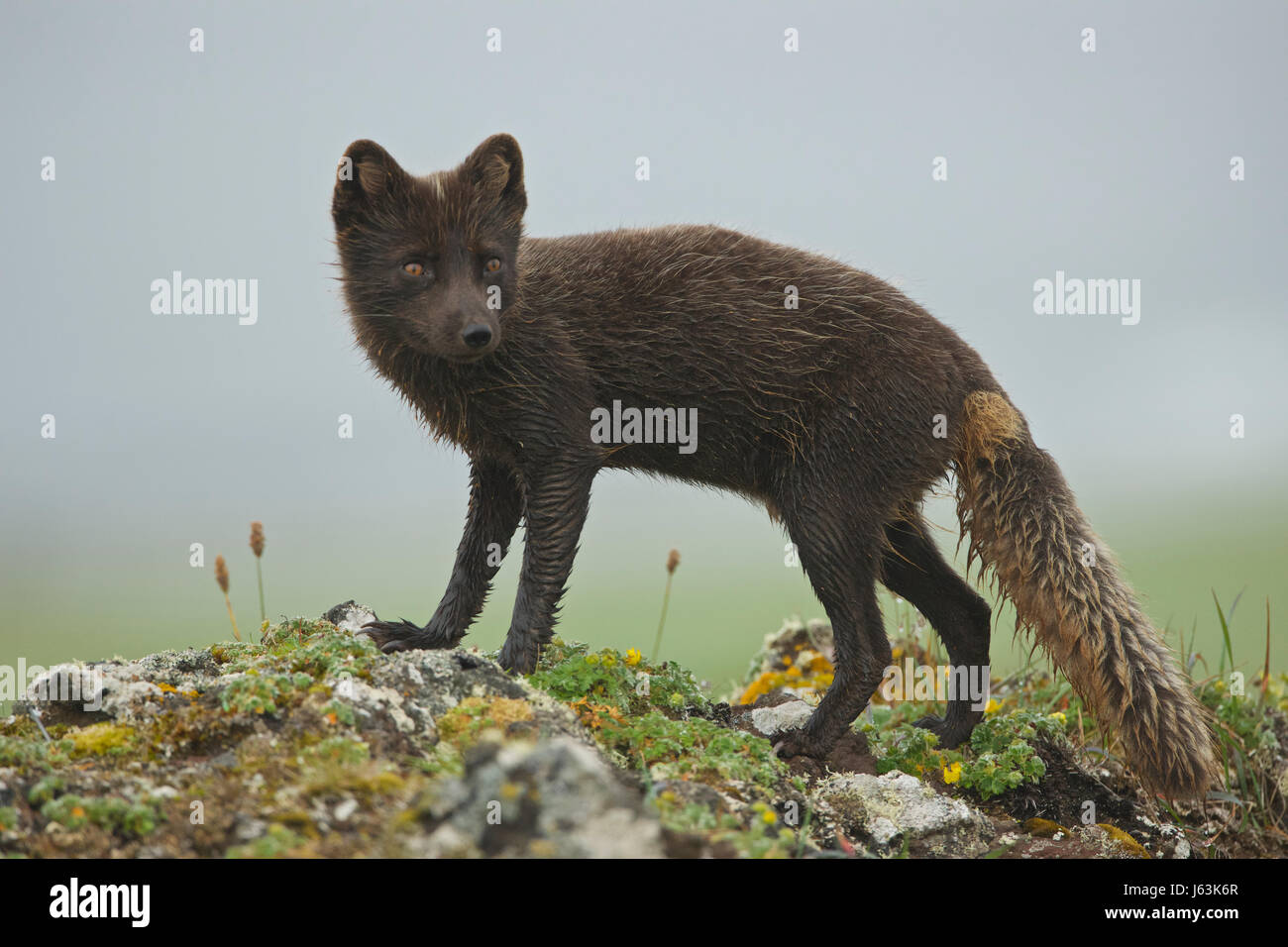 Blue phase fox hi-res stock photography and images - Alamy