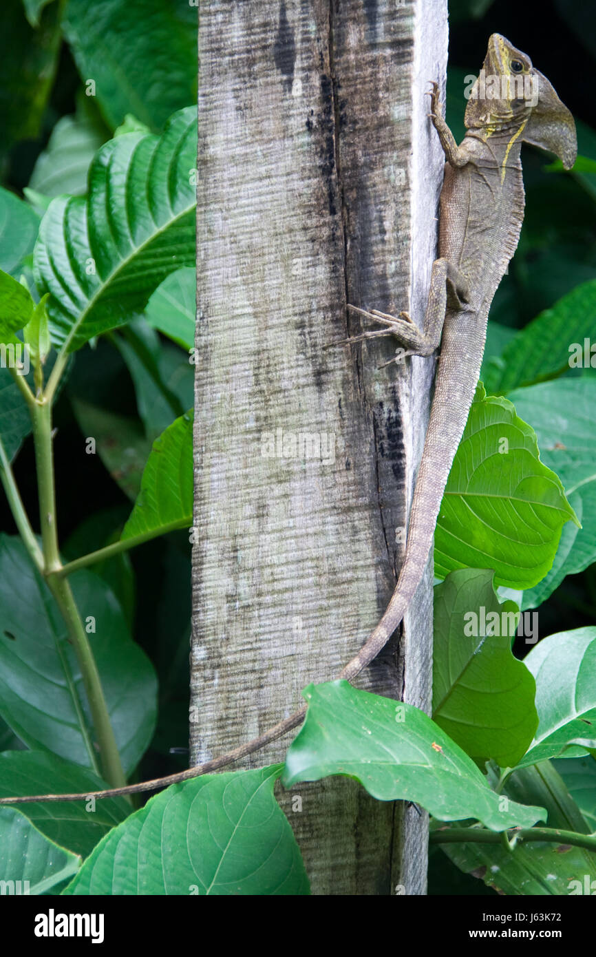 travel tree wild lizard jungle rare wildlife tree animal pet reptile ...